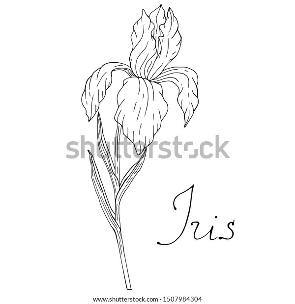 Floral Sketch Iris Lettering Vector Illustration Stock Vector (Royalty ...