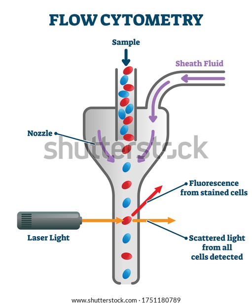 Flow cytometry vector illustration. Labeled measurement instrument ... Flow cytometry vector illustration. Labeled measurement instrument ...