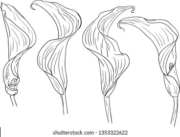 Flower Calla Sketch Stock Vector (Royalty Free) 1353322622 | Shutterstock