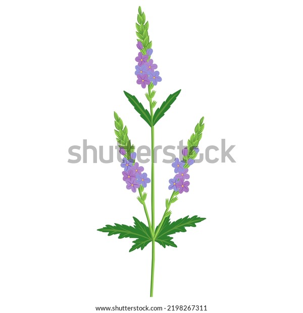Flower Vervain Verbena Officinalis Vector Drawing Stock Vector (Royalty ...