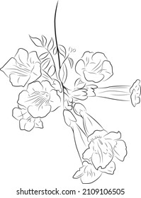 Flower Vines Vector Line Art Stock Vector (Royalty Free) 2109106505 ...