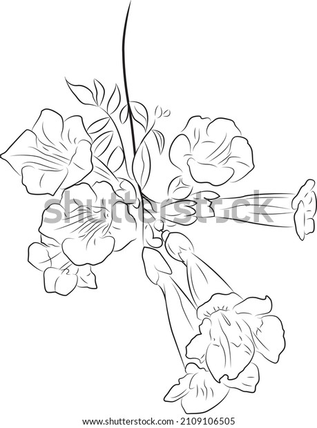 Flower Vines Vector Line Art Stock Vector (Royalty Free) 2109106505 ...