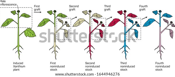 Flowering Control Plants Indirect Induction Plants: Vector có sẵn (miễn ...