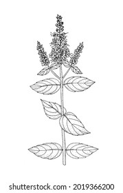 382 Mentha draw Images, Stock Photos & Vectors | Shutterstock