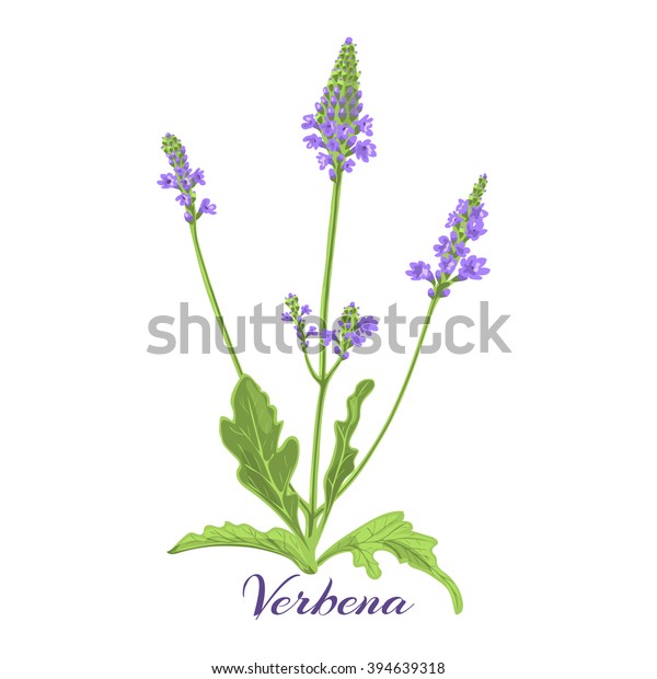 Flowering Verbena Vector Illustration Stock Vector (Royalty Free) 394639318