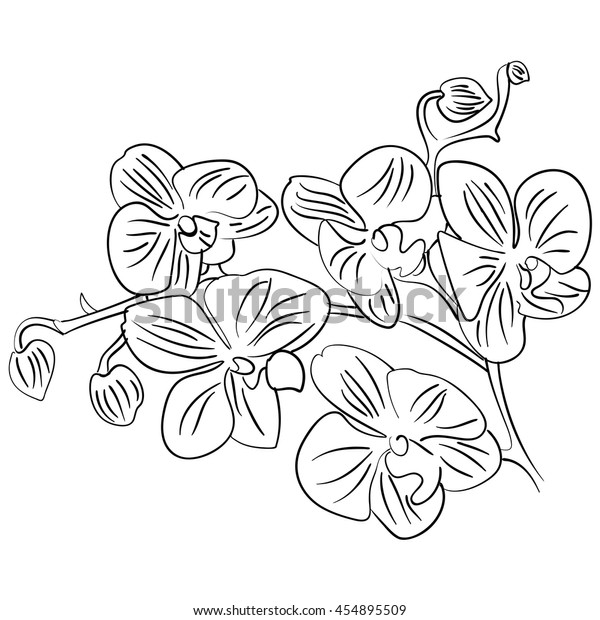 Flowers Bud Outline Sketch Vector Illustration Stock Vector (Royalty ...