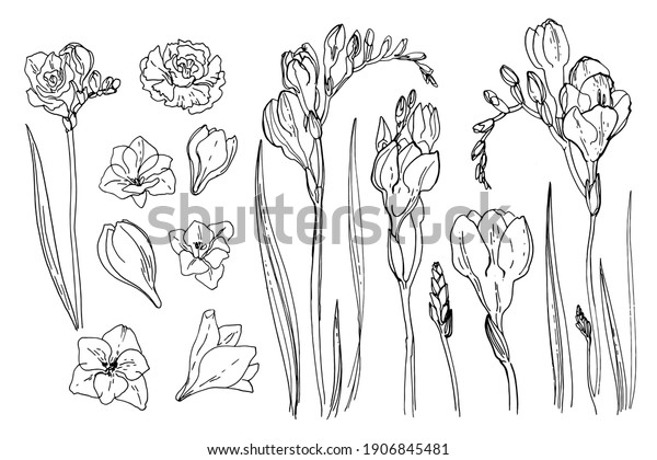Flowers Vector Line Drawing Freesia Drawn Stock Vector (Royalty Free ...