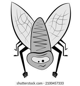 Fly Cartoon Character Vector Angry Fly Stock Vector (Royalty Free ...