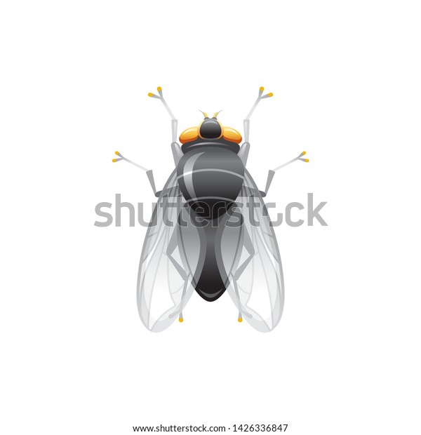 Fly Insect Icon Live House Fly Stock Vector (Royalty Free) 1426336847 ...