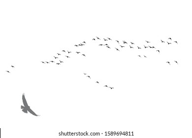 Flying Birds Vector Image White Background Stock Vector (Royalty Free ...