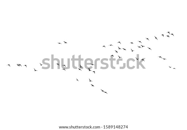 Flying Birds Vector Image White Background Stock Vector (Royalty Free ...