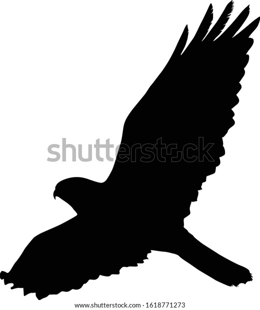 Flying Common Buzzard Buteo Buteo Silhouette Stock Vector (Royalty Free ...