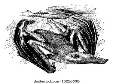 10 Genus pteropus Images, Stock Photos & Vectors | Shutterstock