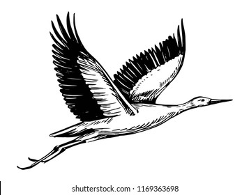 Flying Stork Vector Illustration Stock Vector (Royalty Free) 1169363698 ...