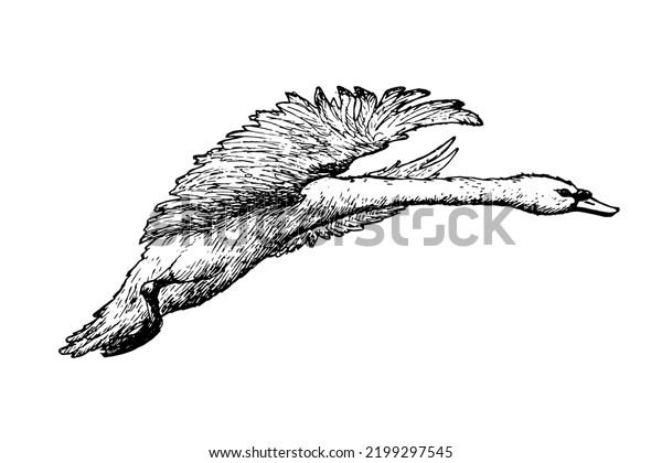 Flying Swan Vector Illustration On White Stock Vector (Royalty Free ...