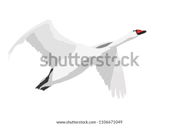 Flying Swan Vector Image White Background Stock Vector (Royalty Free ...
