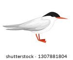 Arctic Tern flying in the air image - Free stock photo - Public Domain ...