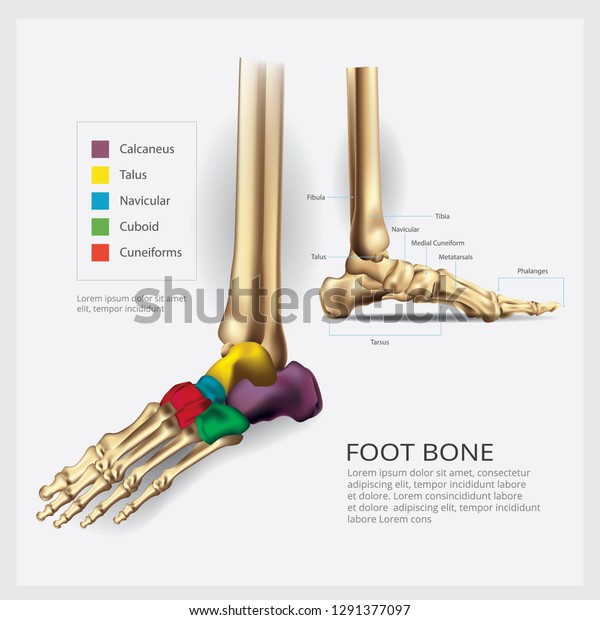Foot Bone Anatomy Vector Illustration
