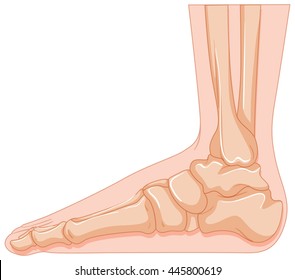 Foot Bones Illustration Cartoon Art Foot: stockvector (rechtenvrij ...