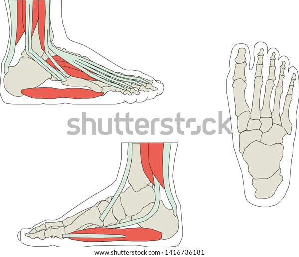Foot Bone Vector Illustration Eps 10 Stock Vector (Royalty Free ...
