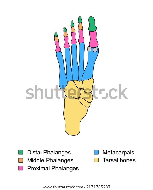 Foot Bones Anatomy Descriptions Educational Diagram: เวกเตอร์สต็อก ...