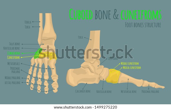 Foot Bones Anatomy Structure Names Cuboid Stock Vector (Royalty Free ...