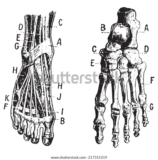 Foot Fig 1 Muscles Fig 2 Stock Vector (Royalty Free) 217315219 ...