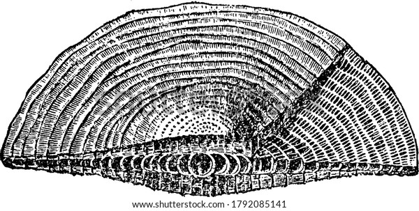 Foraminifera, grand groupe de protistes amiboïdes : image vectorielle ...