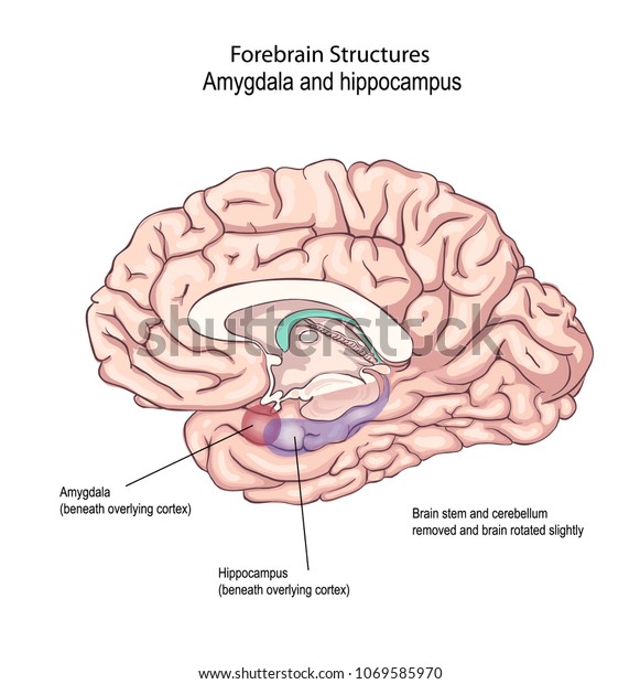 Forebrain Structures Regulating Emotional States Emotional Stock Vector ... Forebrain Structures Regulating Emotional States Emotional Stock Vector ...