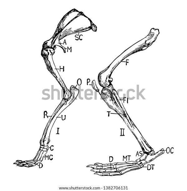 Forelimb Shoulder Girdle Vintage Line Drawing Stock Vector (Royalty ...