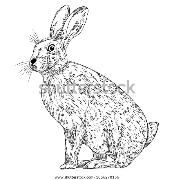 Forest Animals Hare Line Art Hatching Stock Vector (Royalty Free ...
