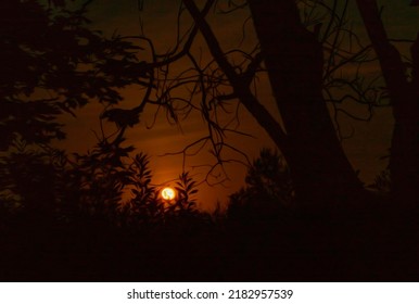Forest Dusk Vector Graphics Stock Vector (Royalty Free) 2182957539 ...