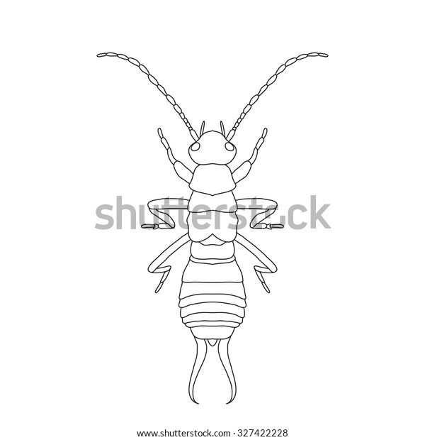 Forficula Auricularia Earwig Sketch Earwig Earwig: Vector có sẵn (miễn ...