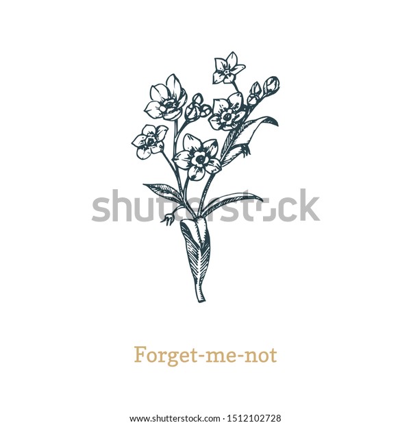 Forget Me Not Vector Illustration Hand Stock Vector (Royalty Free ...
