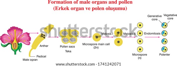 Formation Male Organs Pollen Stock Vector (Royalty Free) 1741242071 ...