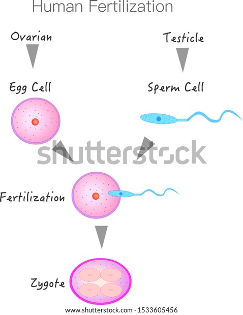 Formation Stages Fertilization Sperm Testis Egg Stock Vector (Royalty ...