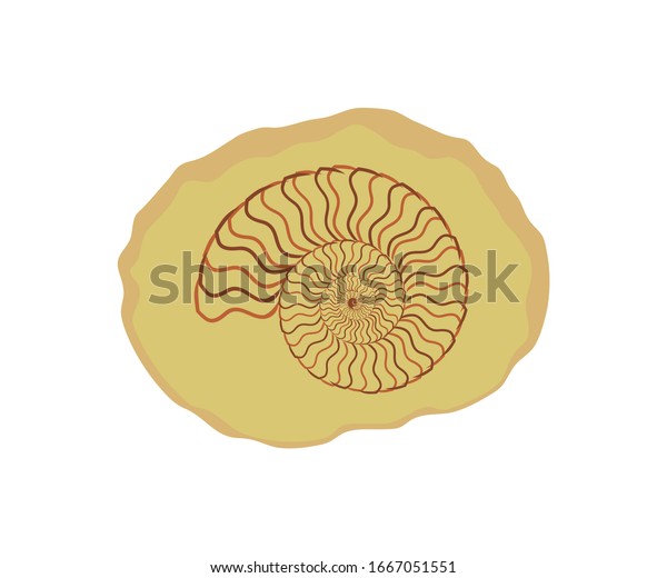 Fossil Archeology Traditional Doodle Seashell Nautilus Stock Vector ...