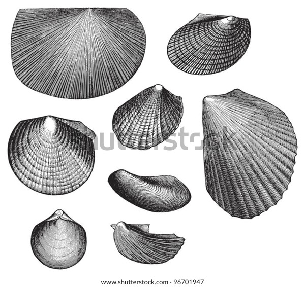 Fossil Shell Triassic Period Vintage Illustration Stock Vector (Royalty ...