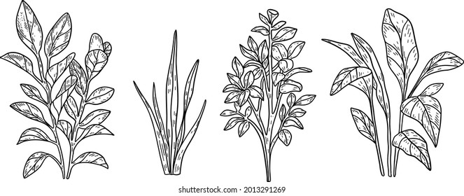 145 Mullein flower Stock Illustrations, Images & Vectors | Shutterstock