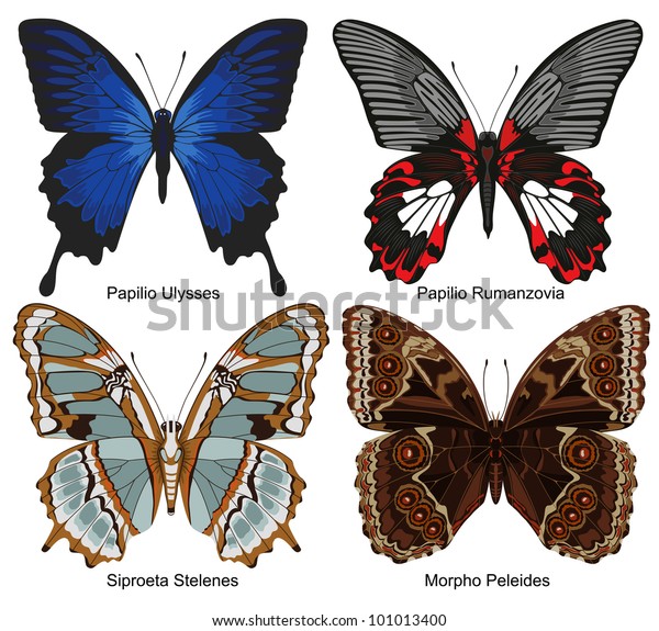 Four Exotic Butterflies Names: เวกเตอร์สต็อก (ปลอดค่าลิขสิทธิ์ ...