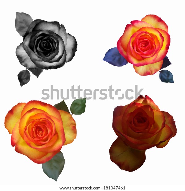 Four Roses Realistic Isolated Vector Illustration Stock Vector (Royalty ...