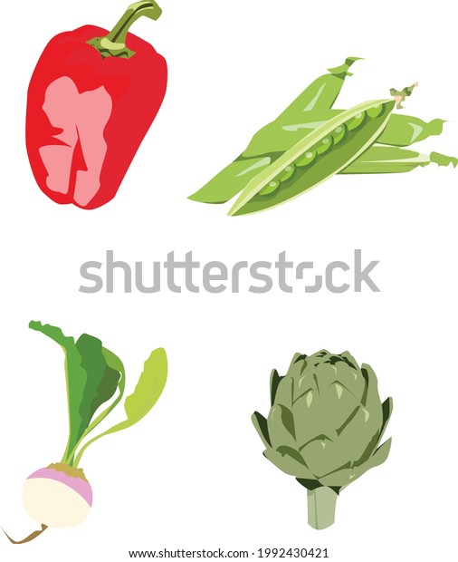 Four Vegetables Set Vector Illustration Stock Vector (Royalty Free ...