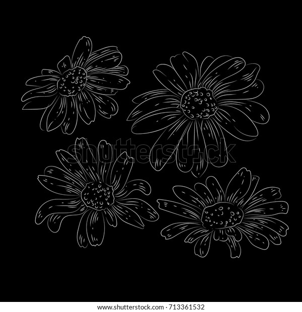 Four Very Detailed Vector Daisy Set Stock Vector (Royalty Free ...