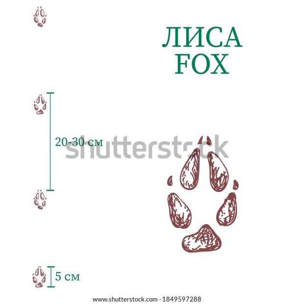 Fox Marks Dimensions Fox Footprints Vector: vetor stock (livre de ...