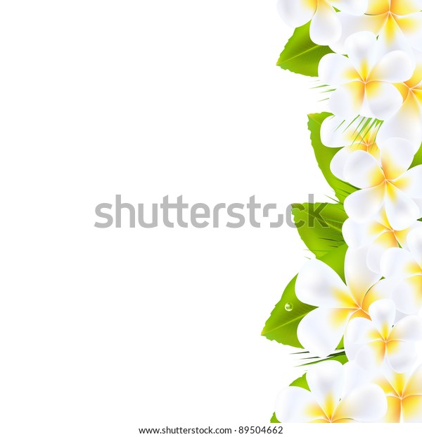 Frangipani Flowers Border Vector Illustration Stock Vector (Royalty ...