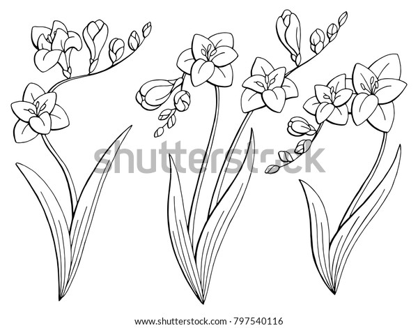 Freesia Flower Graphic Black White Isolated Stock Vector (Royalty Free ...