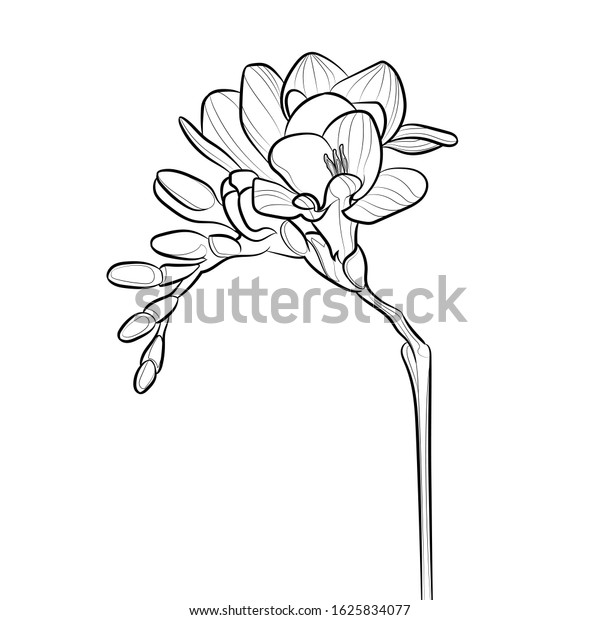 Freesia Flower Line Drawing Black White Stock Vector (Royalty Free ...