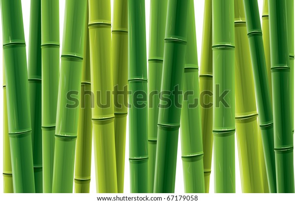 Fresh Bamboo Grove Vector Illustration Stock Vector (Royalty Free ...