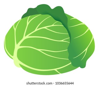 Cabbage Clipart Vector Illustration Cabbage Flashcard Stock Vector ...
