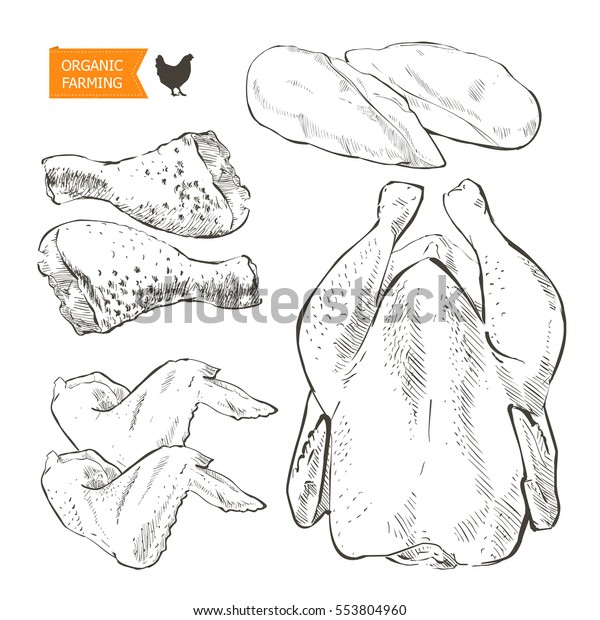 Fresh Chicken Meat Top View Isolated Stock Vector (Royalty Free ...